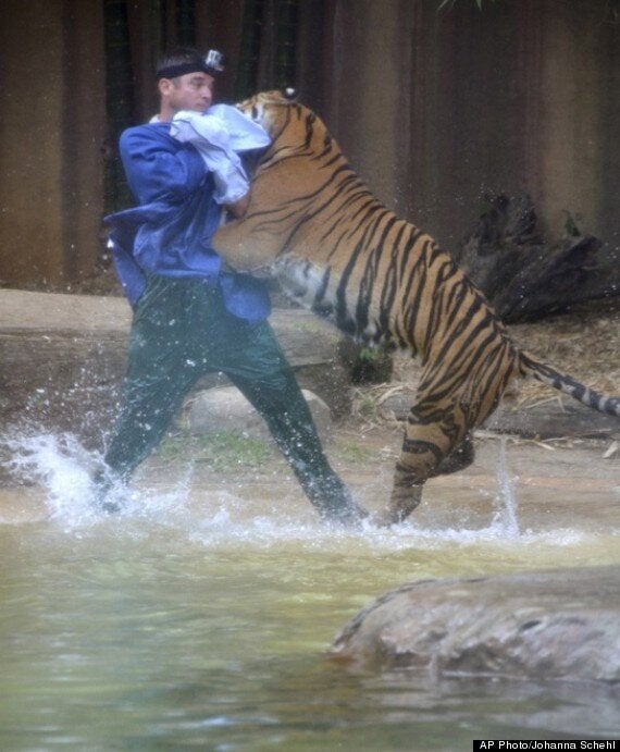 Dave Styles, Australia Zoo Keeper Attacked By Tiger, Bitten On The Head ...