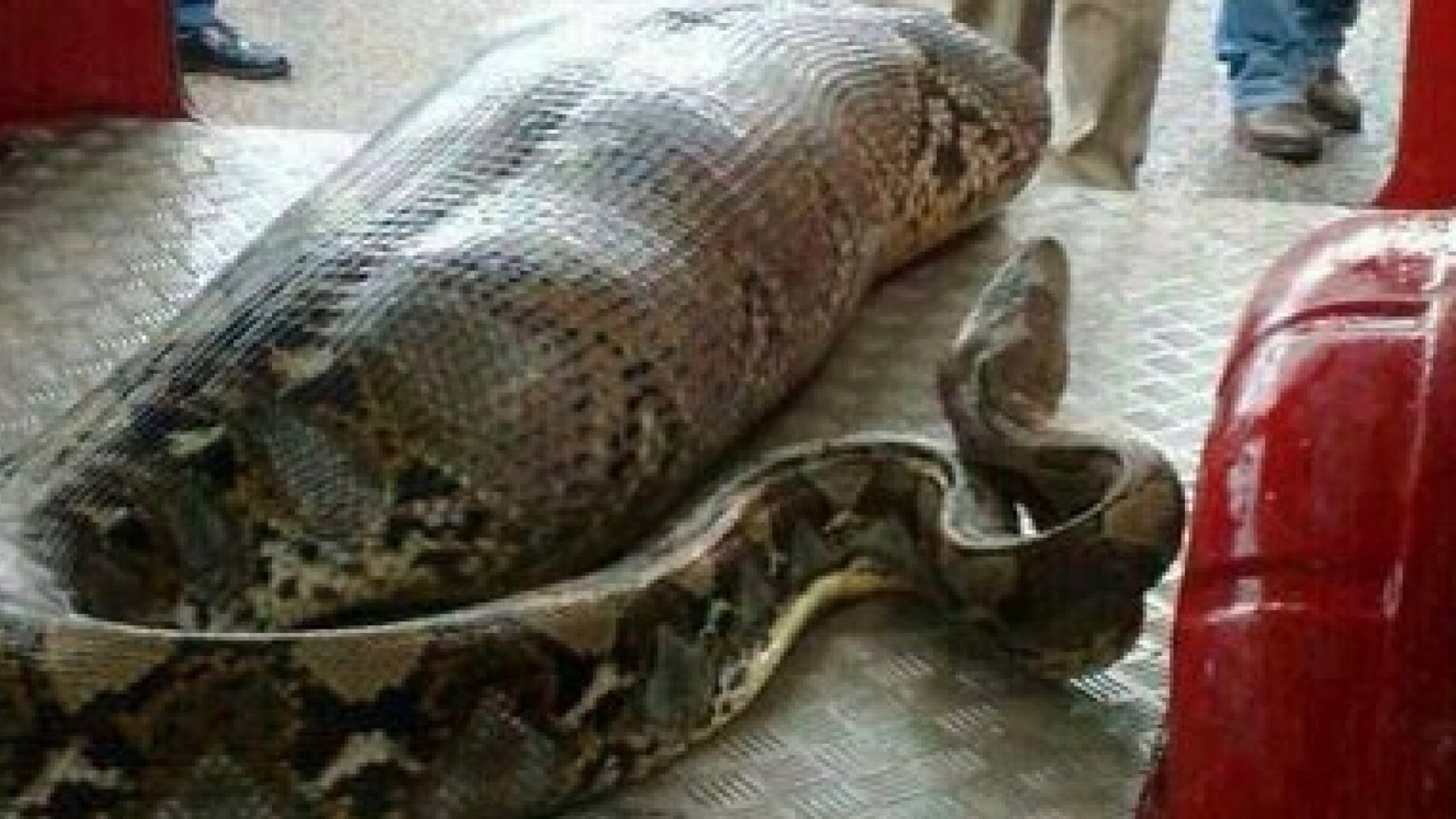 Did A Python Swallow A Drunk Man Whole In India? No, But It's Gone ...