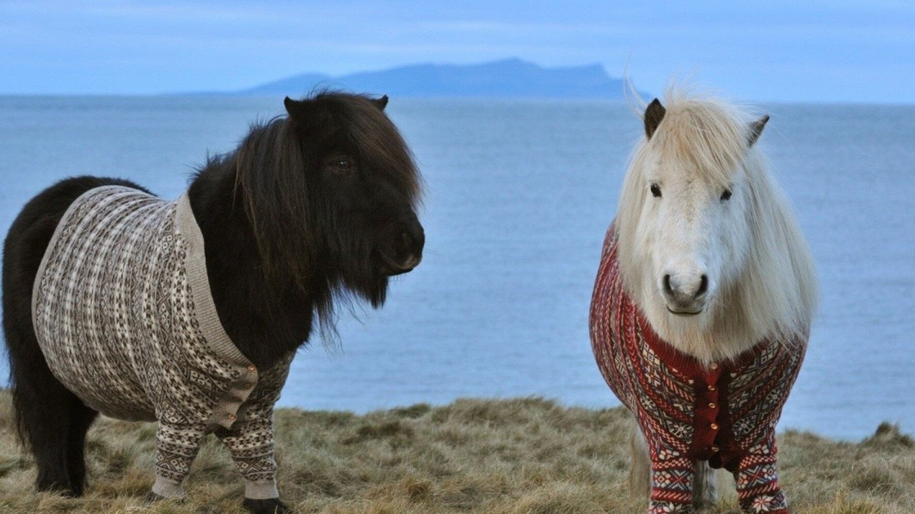 28 Animals Doing Winter Right | HuffPost UK Comedy