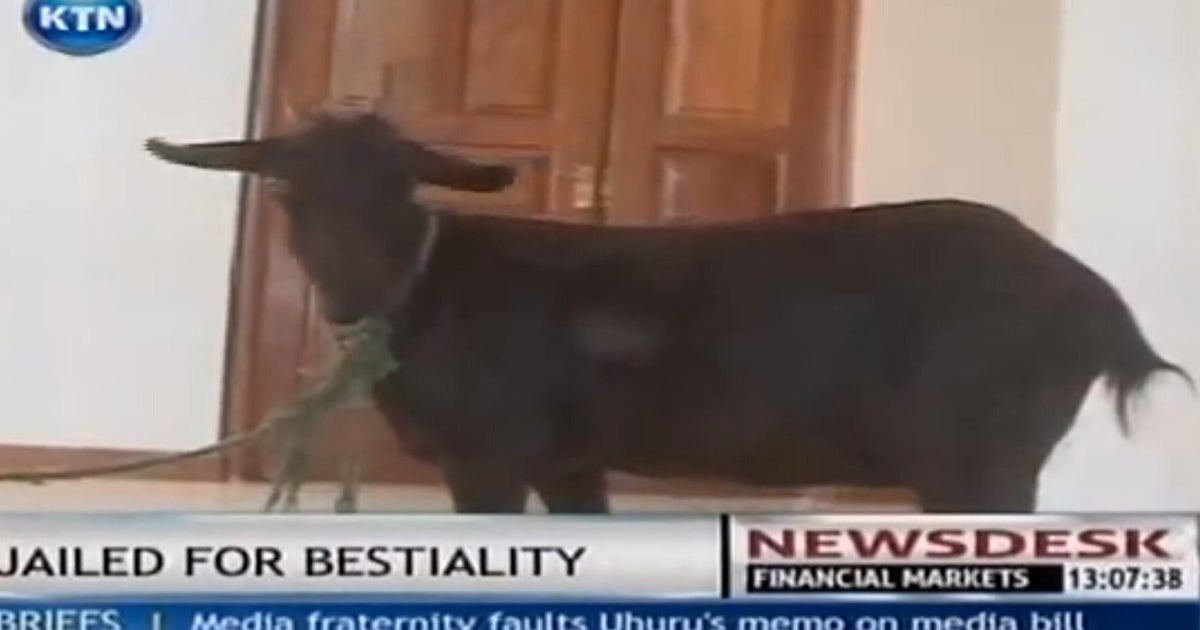 Goat Is Witness In Court: Man Jailed For Bestiality Faces Victim In ...