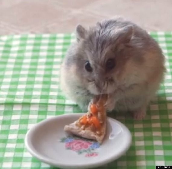 Tiny Hamster Eating A Tiny Pizza: Burrito Hamster Has Nothing On This ...