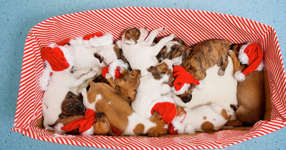 12 Puppies Need Rehoming At Southampton Branch Of Blue Cross (PICTURES ...