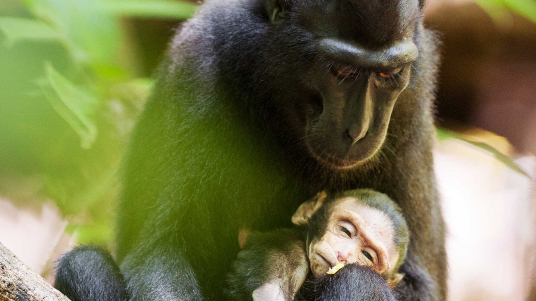 Grief-Stricken Mother Macaque Monkey Cradles Dead Baby (PICTURES ...