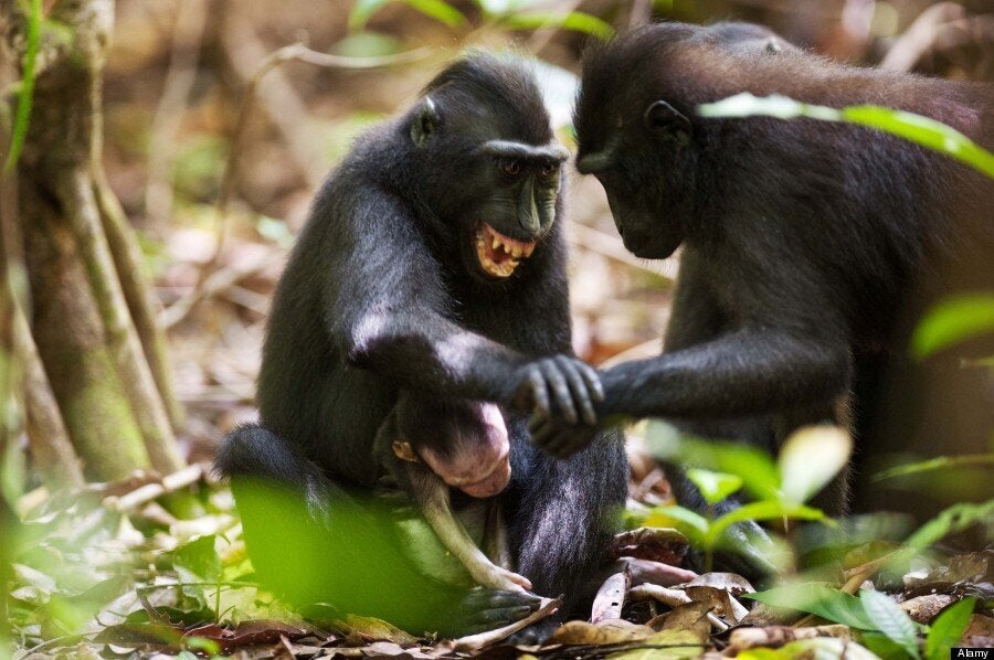 Grief-Stricken Mother Macaque Monkey Cradles Dead Baby (PICTURES ...