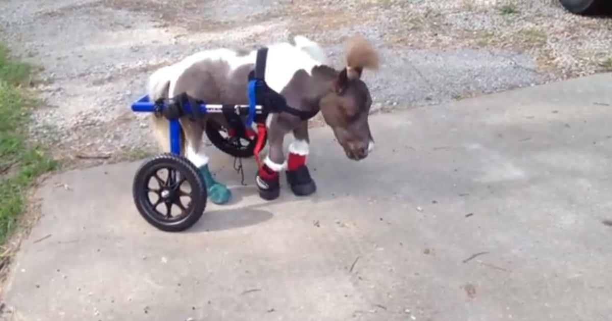 Disabled Mini-Horse Uses Tiny Wheelchair (VIDEO) | HuffPost UK Comedy