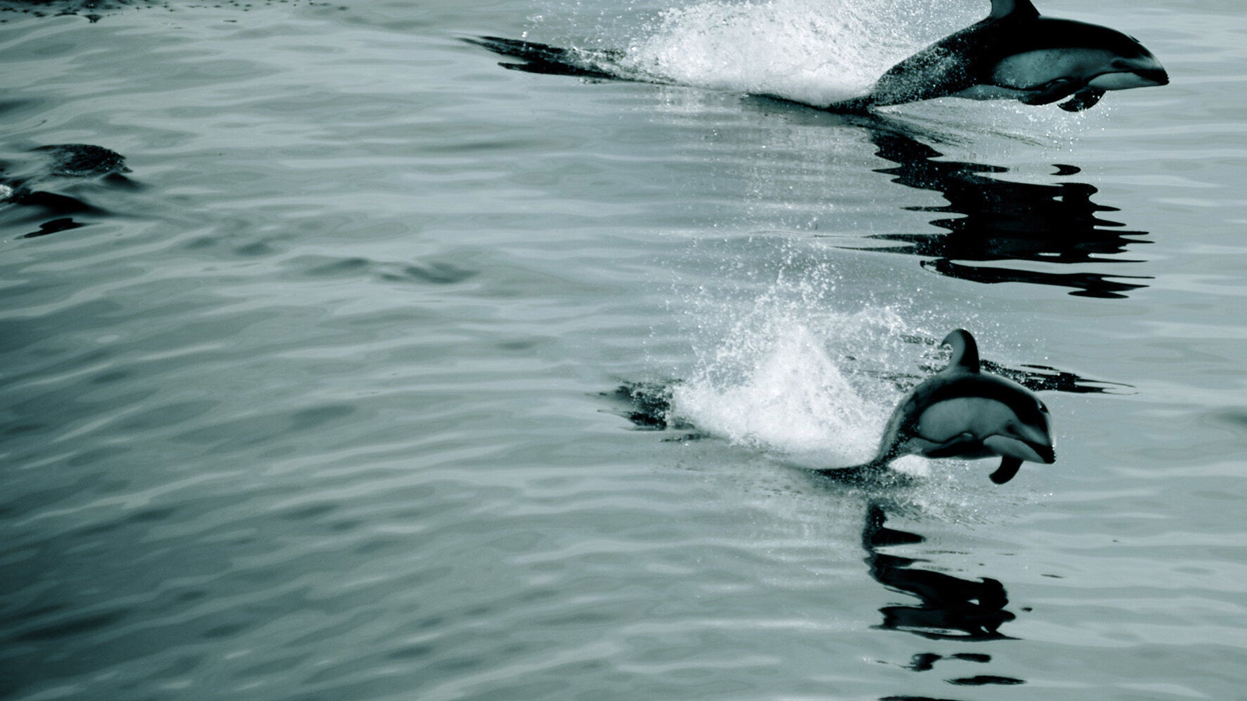 Porpoises Lost In Lambeth: Pod Spotted On The Thames | HuffPost UK News