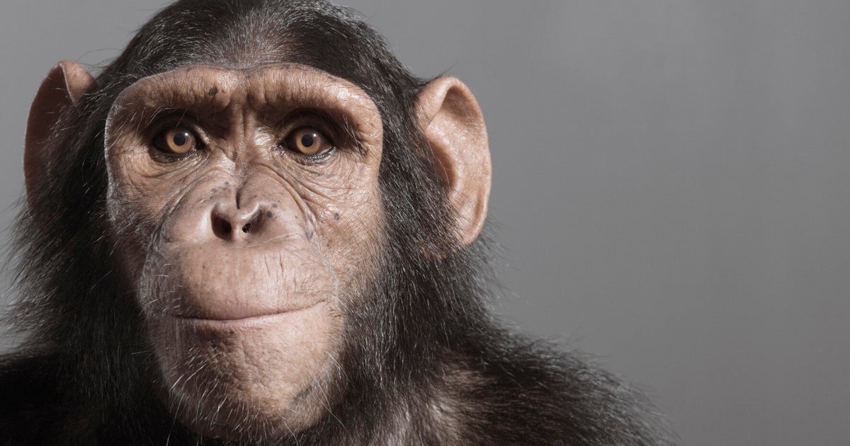 Steve Peters, Author Of The Chimp Paradox, Reveals How To Be Less ...