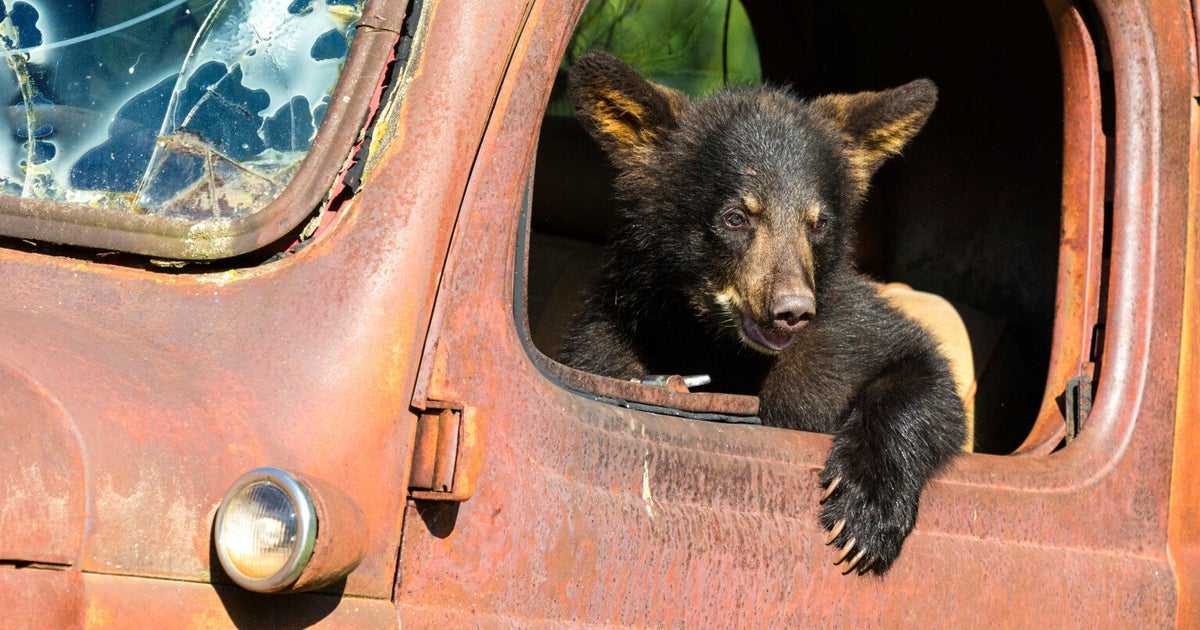 How One Bear Fought for Our Forebears: The Polarising Effect of Animal ...