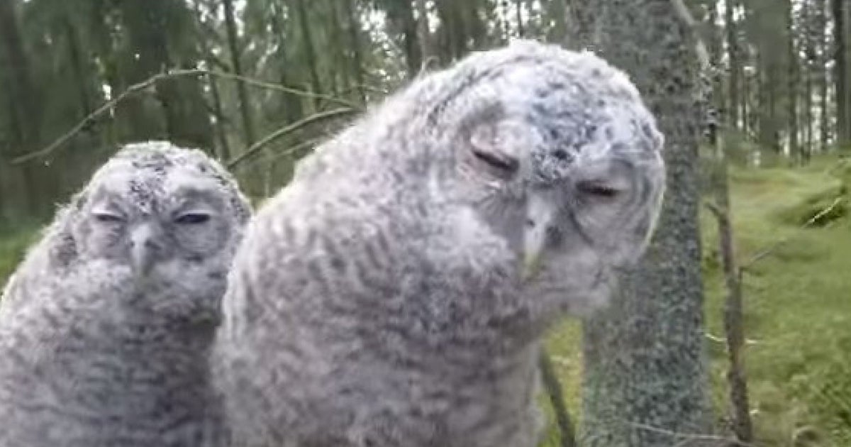 Adorable Baby Owls Move Their Heads Along With Camera (VIDEO ...