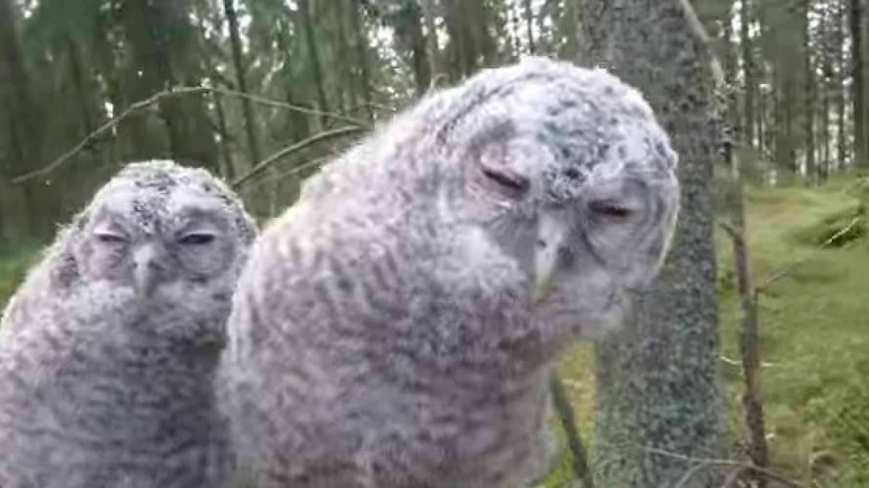 Adorable Baby Owls Move Their Heads Along With Camera (VIDEO ...