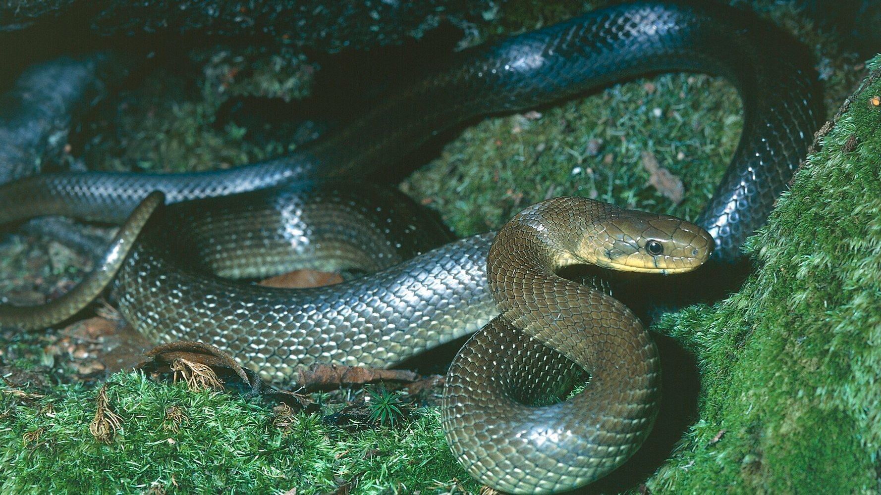 Aesculapian Snakes Do Live In London's Camden Lock, But They Aren't ...