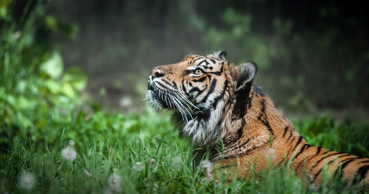 Endangered Species - Oh How Things Have Changed... Or Not | HuffPost UK ...