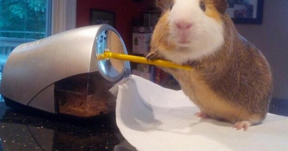 'Stuff My Guinea Pig Does' Is An Adorable, Funny Set Of Photos ...