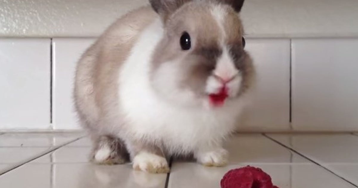 What Happens When A Rabbit Eats Raspberries? This (VIDEO) | HuffPost UK ...