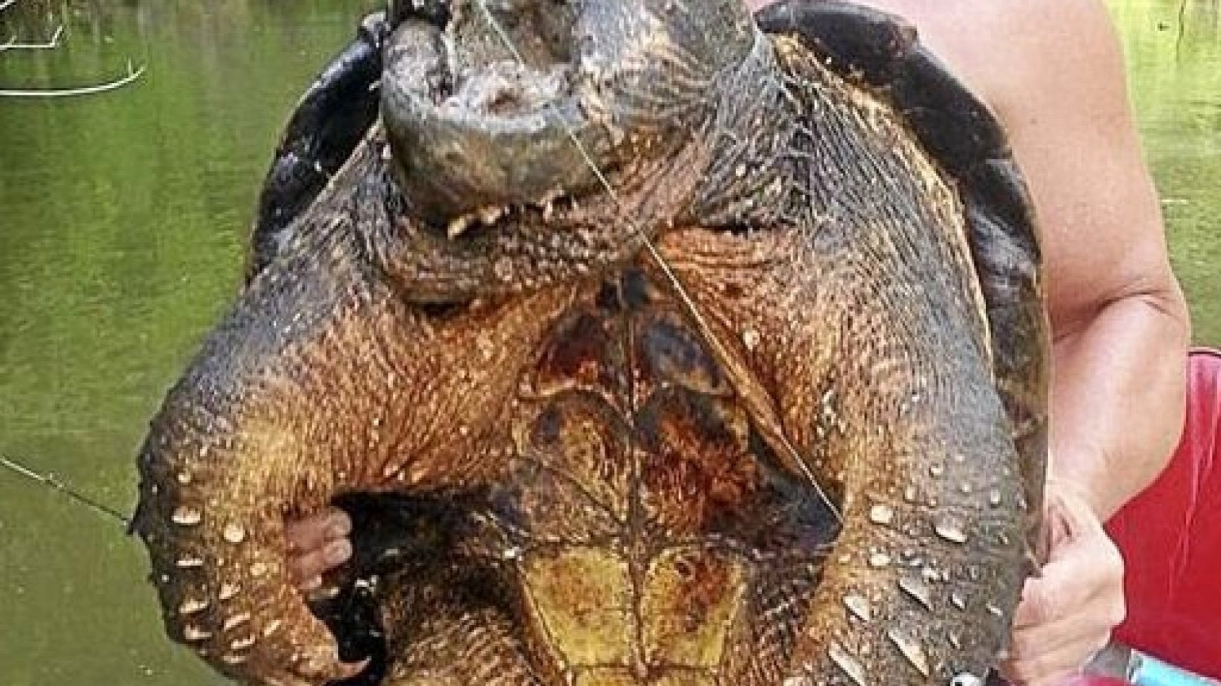 Giant 100lb Alligator Snapping Turtle Hauled Out Of Oklahoma's Eufala ...