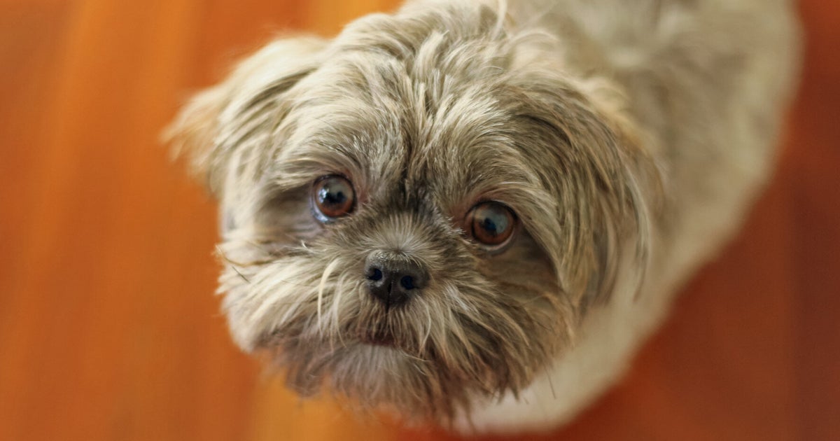 How to Deal with an Out of Control Pet Dog | HuffPost UK Life