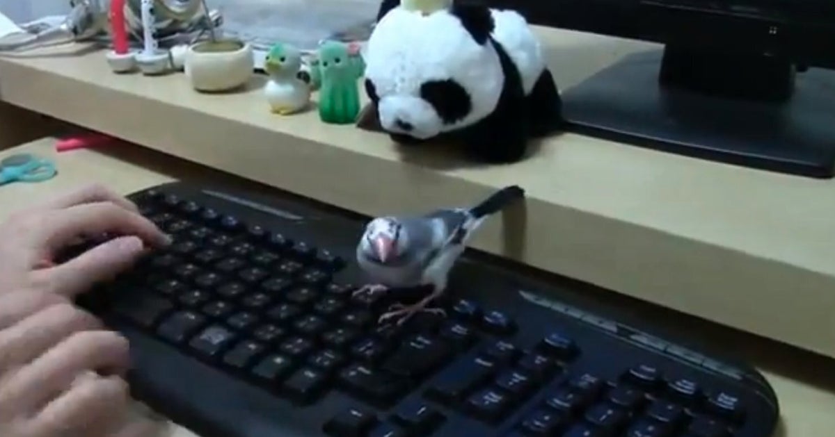 Bird Defends Computer Keyboard (VIDEO) | HuffPost UK Comedy