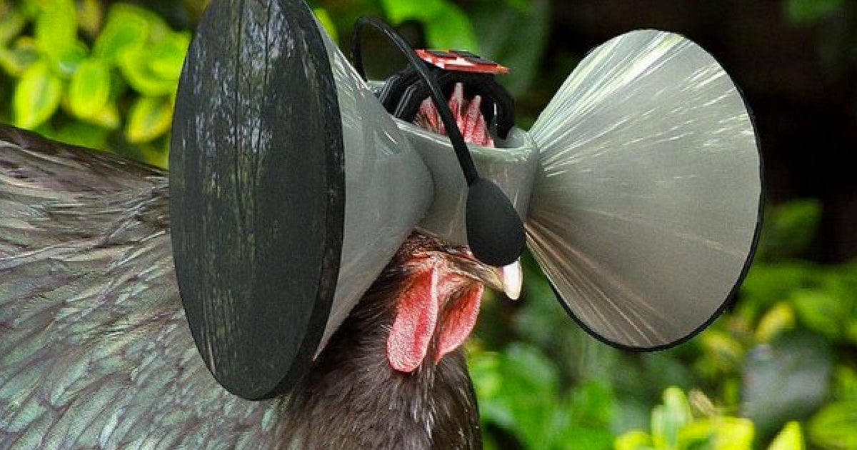 'Second Livestock' Asks If Virtual Reality For Chickens Can Be The ...