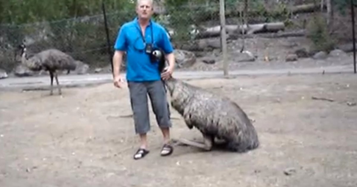 Over-Affectionate Emu Cuddles Up To Man (VIDEO) | HuffPost UK Comedy
