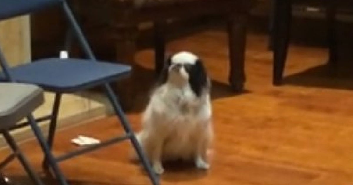 Dog Gets Left Out At Birthday Party (VIDEO) | HuffPost UK Comedy