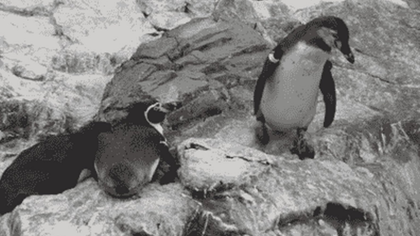 12 Random Penguin GIFs | HuffPost UK Comedy