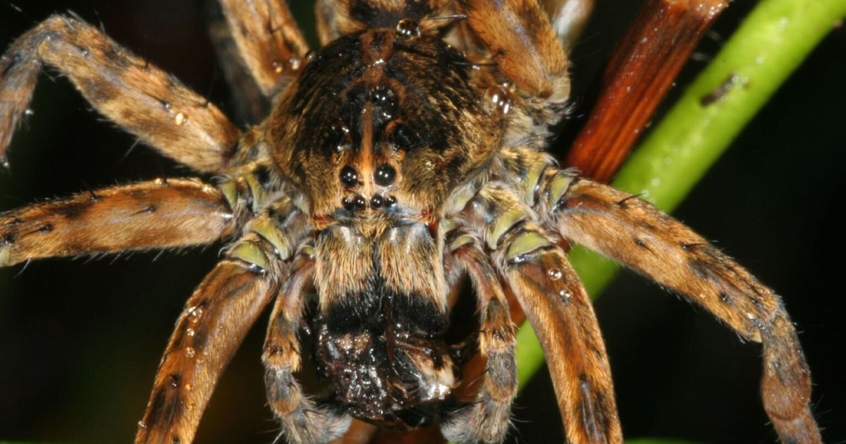 Barry White Spider | HuffPost UK Comedy