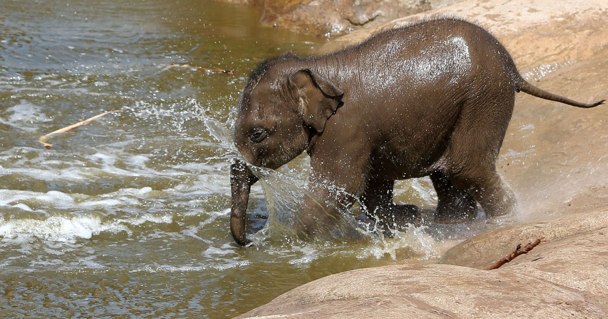 Protecting Elephants - Ivory Trade Should Not Be Our Only Concern ...