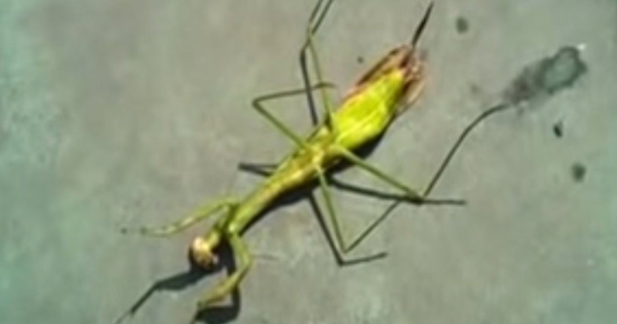 Nematomorpha Parasite Crawls Out Of Dead Preying Mantis, Freaks ...