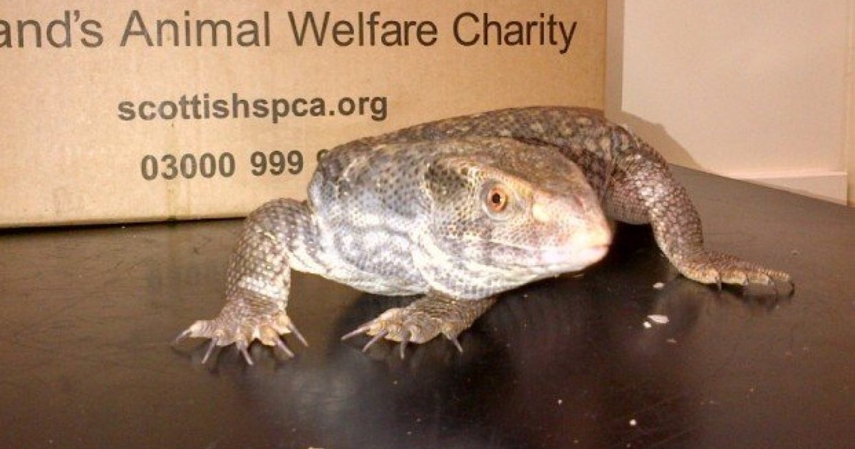 3ft Bosc Monitor Lizard Abandoned In Asda Disabled Toilet (PICTURE ...