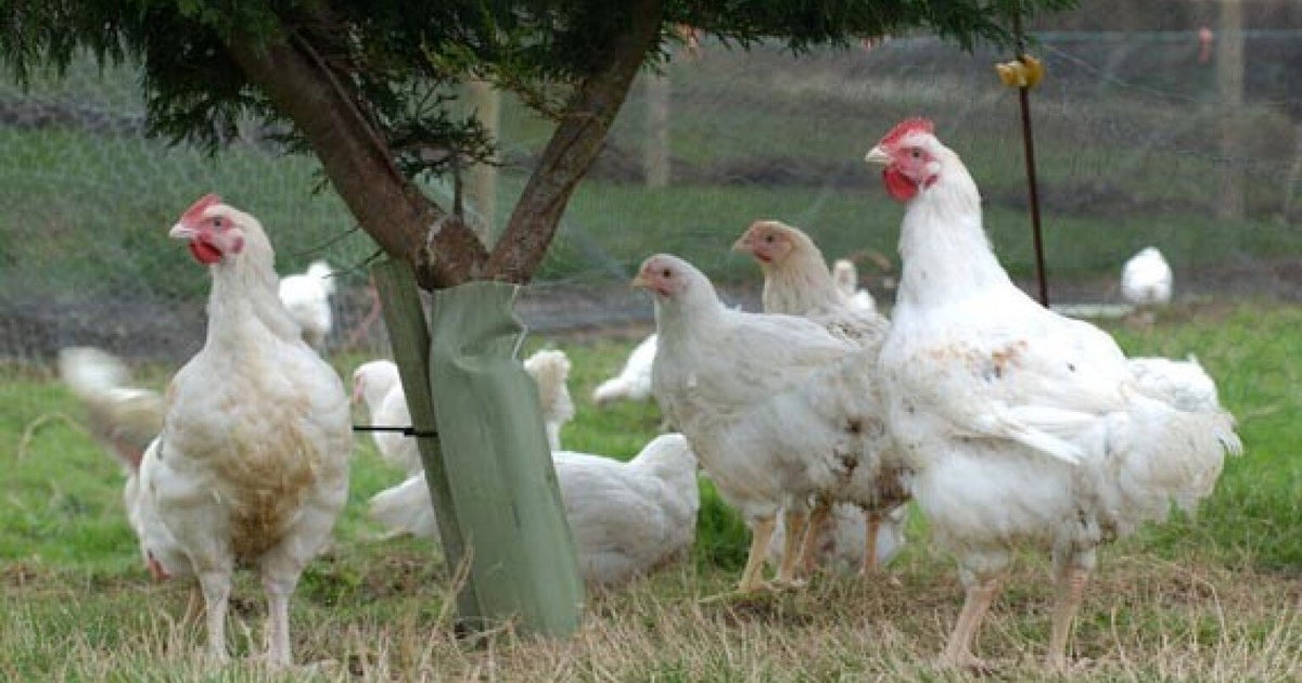 New RSPCA Chicken Welfare Initiative: Another Reason to Buy Freedom ...