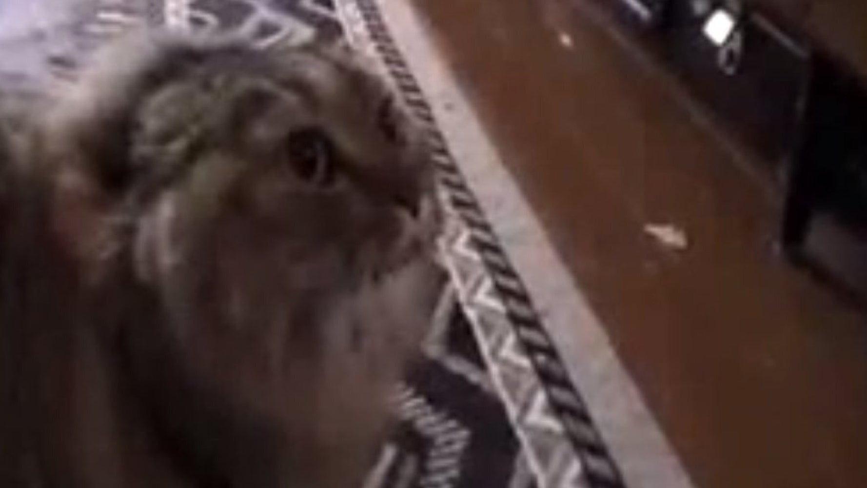 Shia Labeouf Gets Plagiarised By A Cat (VIDEO) | HuffPost UK Comedy