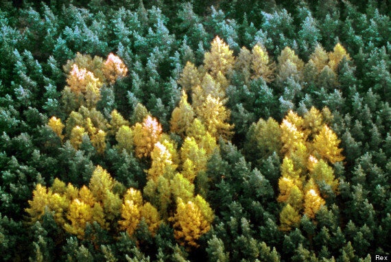 Mystery Of The Swastika Forests & Other Secret Nazi Symbols (PICTURES ...