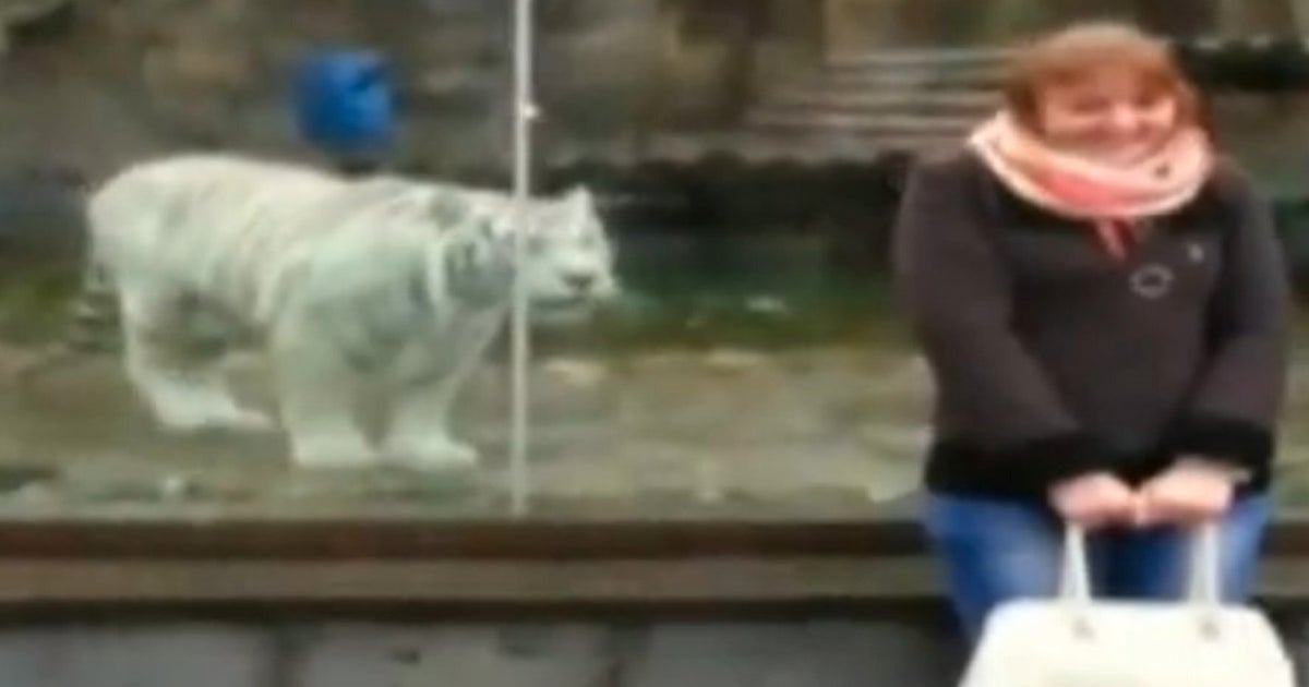 Woman Has Close Encounter With White Tiger At Zoo (VIDEO) | HuffPost UK ...