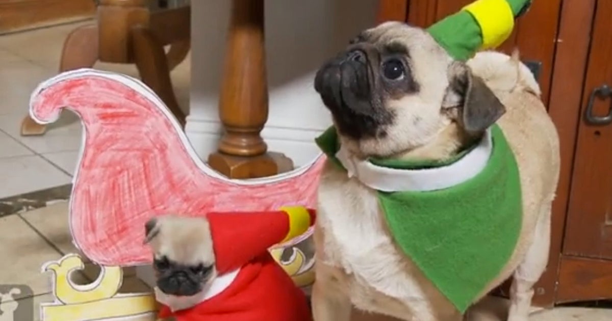 'Elf' - The Pug Puppy Version (VIDEO) | HuffPost UK Comedy