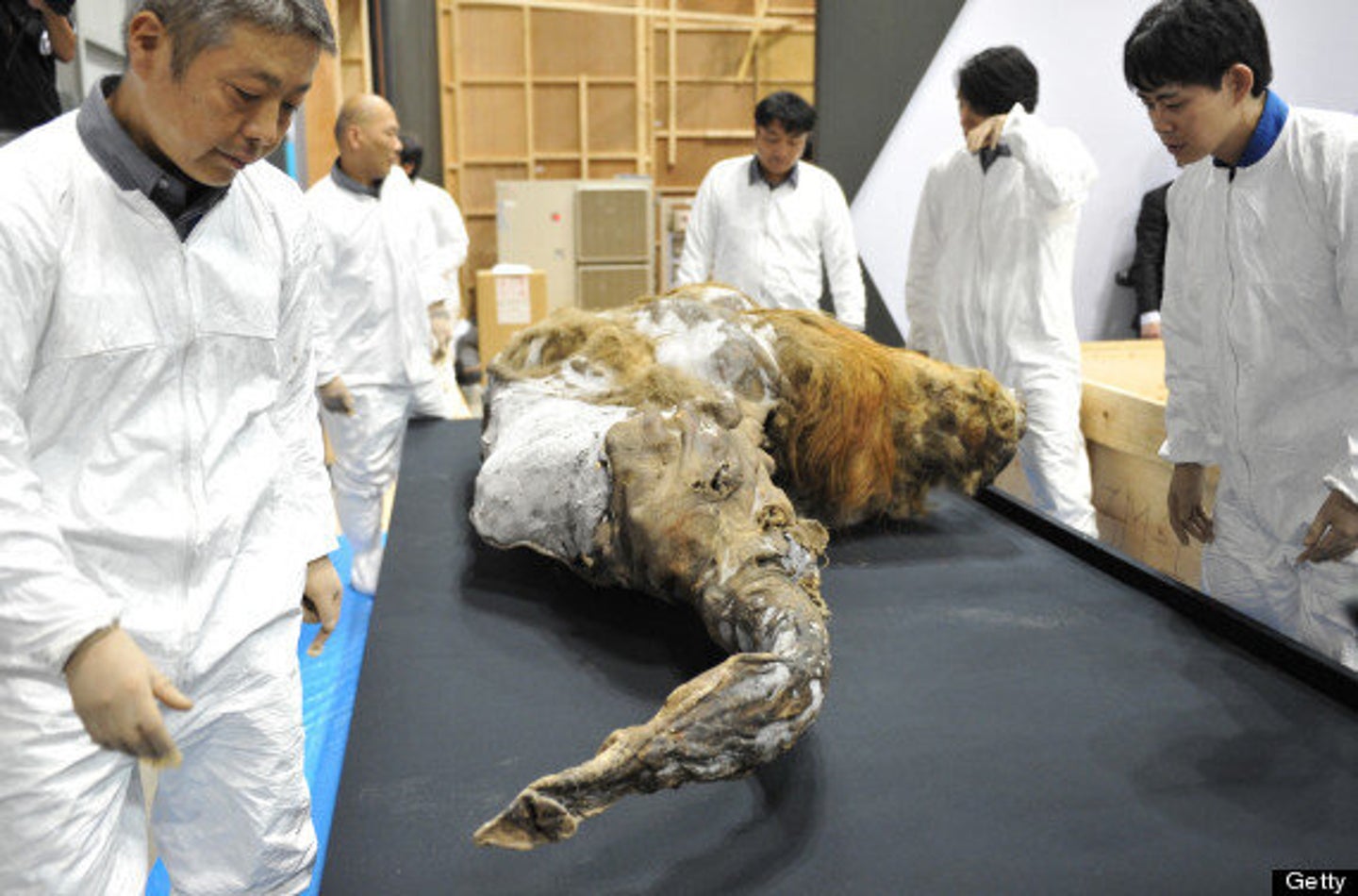 Baby Woolly Mammoth Goes On Display In Japan (PICTURES) | HuffPost UK News