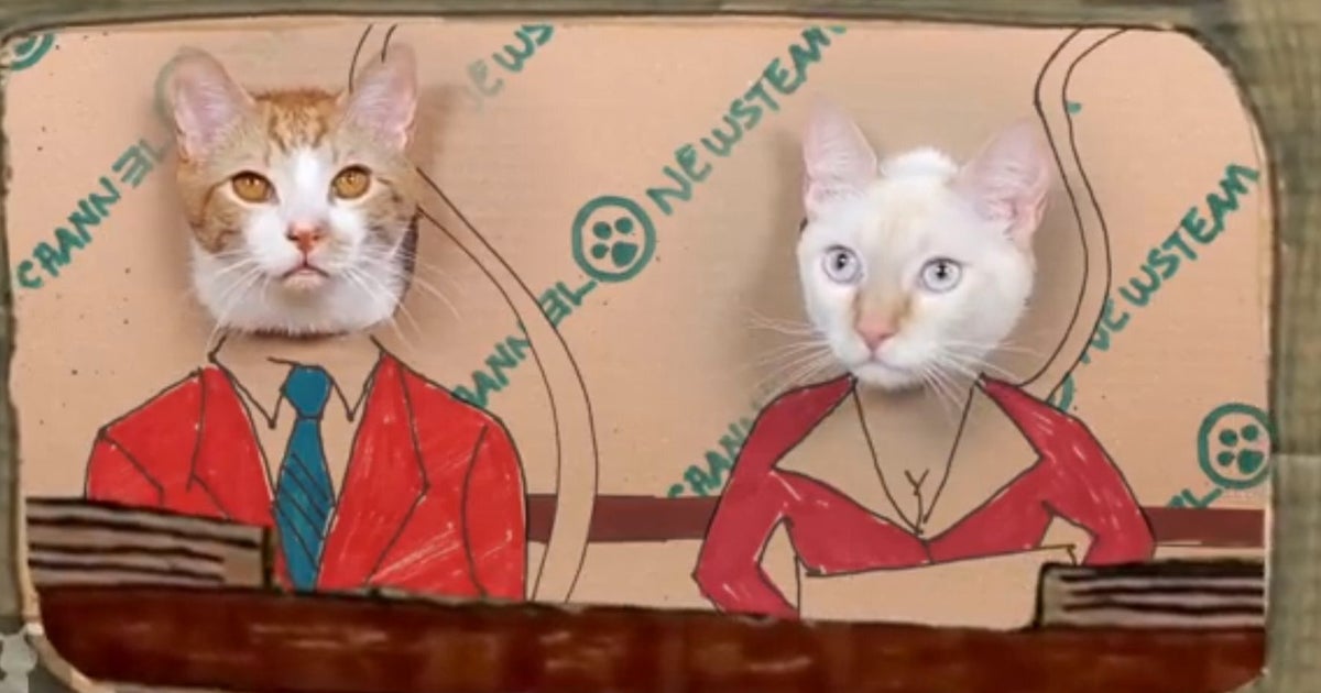 'Anchorman' Performed By Cats (VIDEO) | HuffPost UK Comedy