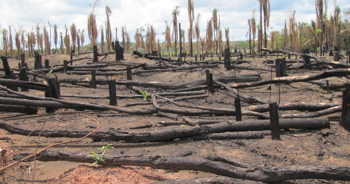 Amazon Destruction? Not In My Builder's Yard | HuffPost UK News