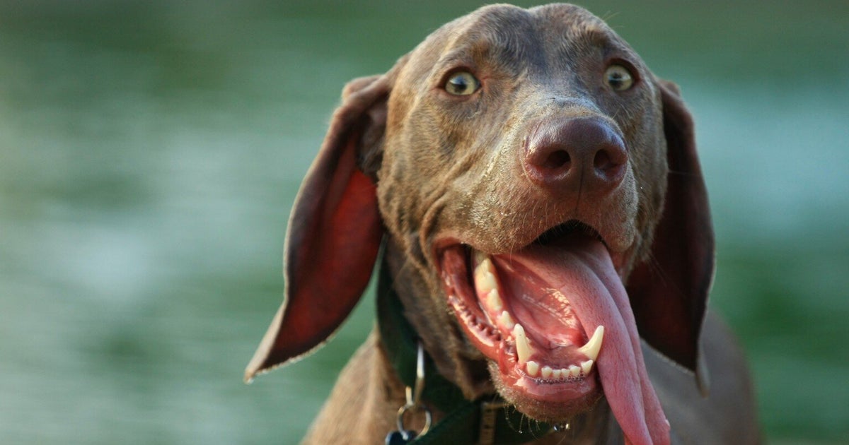 Dangers of Slug Pellets to Our Pets | HuffPost UK Life