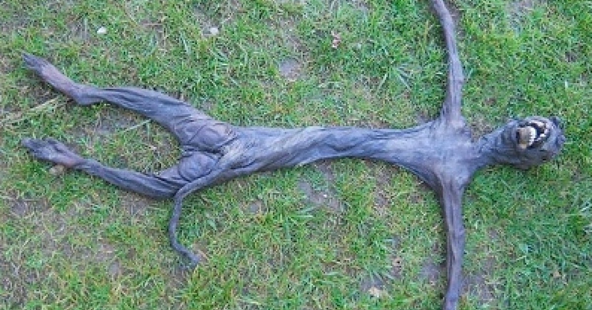 Terrifying Alien Creature Puzzles Residents In Plettenberg Bay, South ...