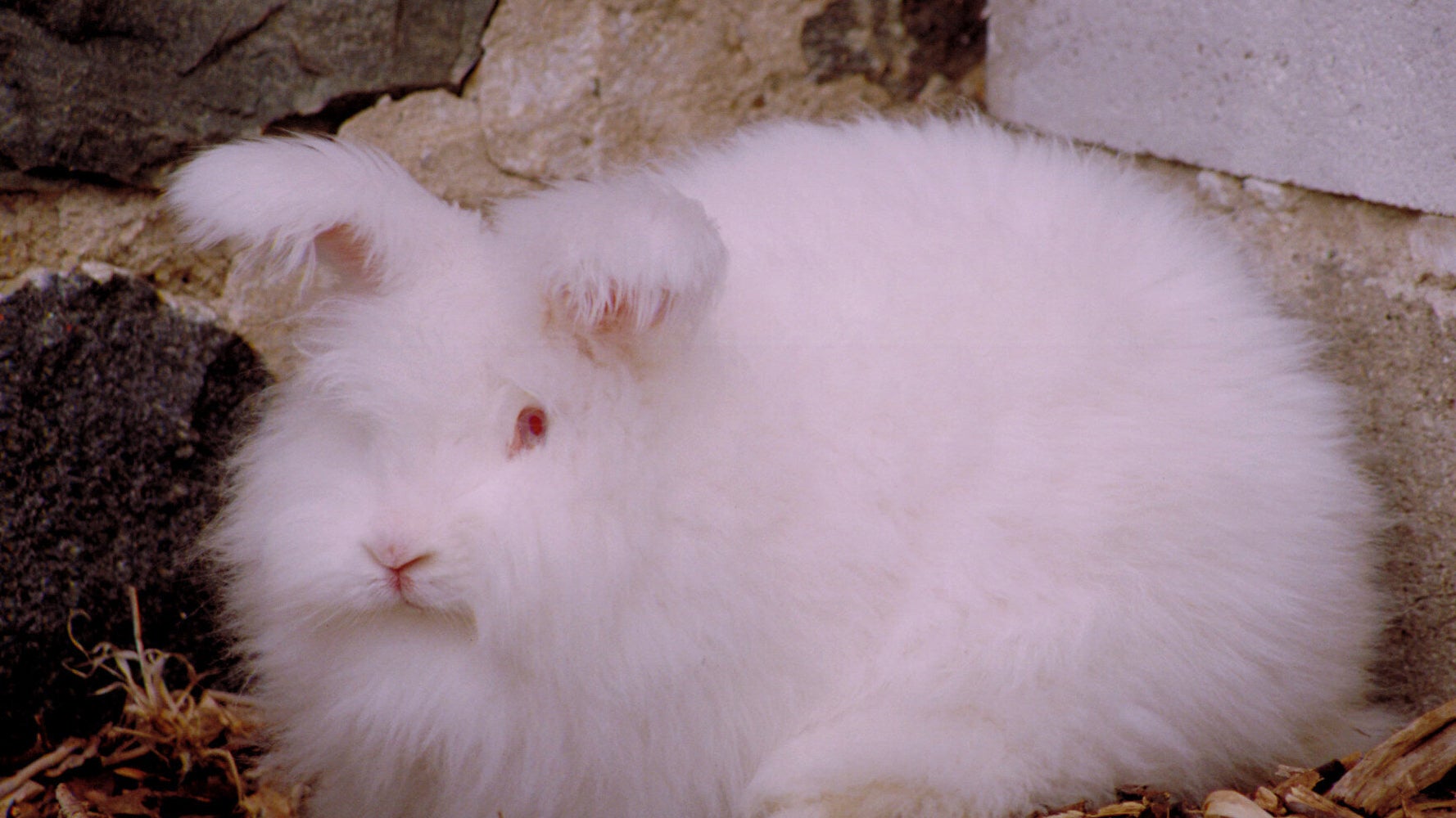 What the Angora Farming Exposé Means for Animal Rights | HuffPost UK Life