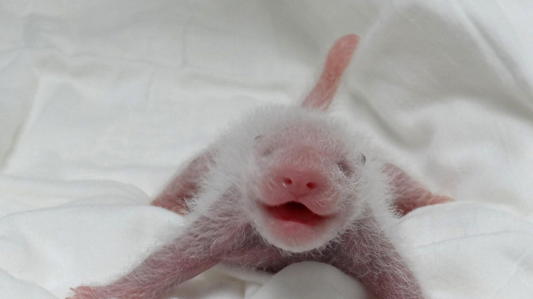 Smiling Panda Cub Will Make Your Day (PICTURES) | HuffPost UK News