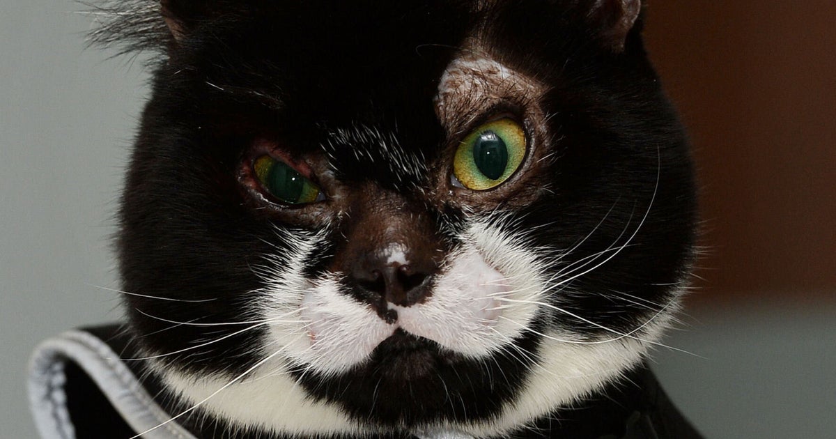 Robbie The Cat Took Refuge In A Sofa, Which Then Caught Fire Now He's ...