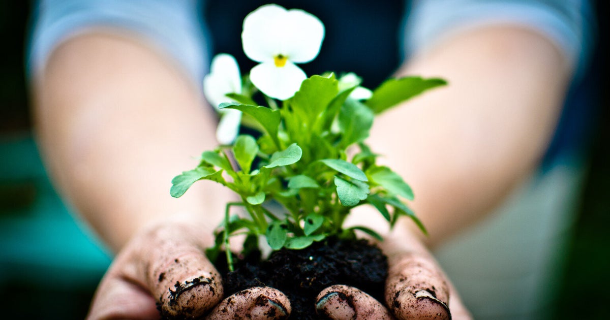 Experts Confirm How Gardening Can Help Depression (VIDEO, PICTURES ...