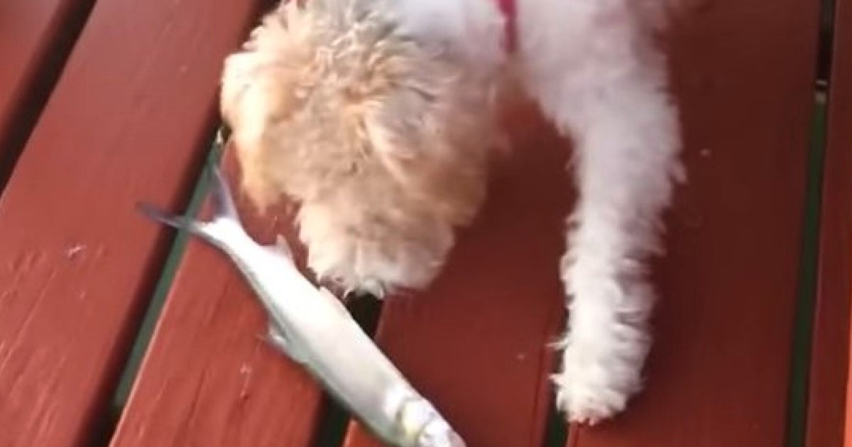 A Dog Encounters A Fish For The First Time. Things Do Not End Well ...