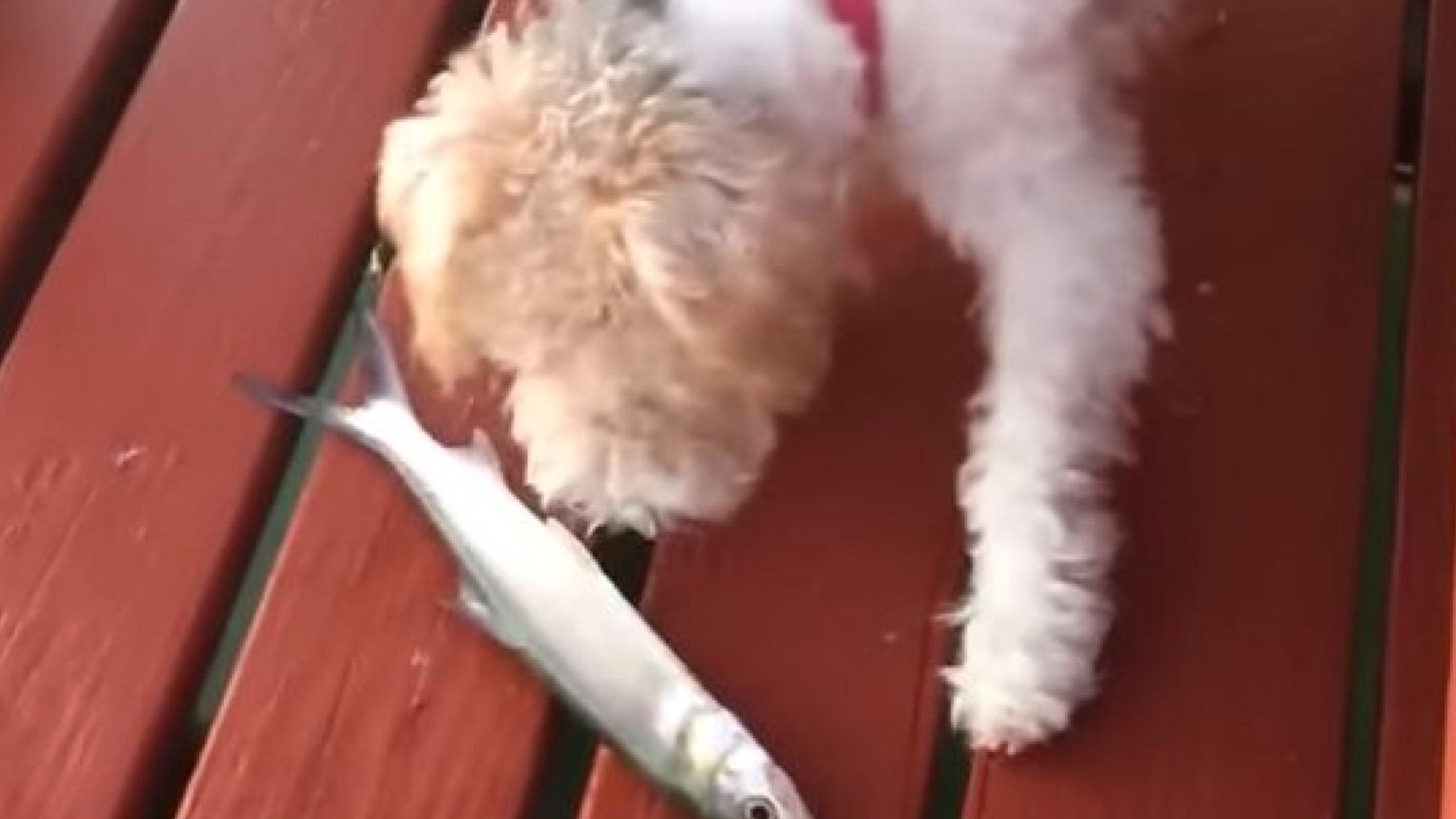 A Dog Encounters A Fish For The First Time. Things Do Not End Well ...