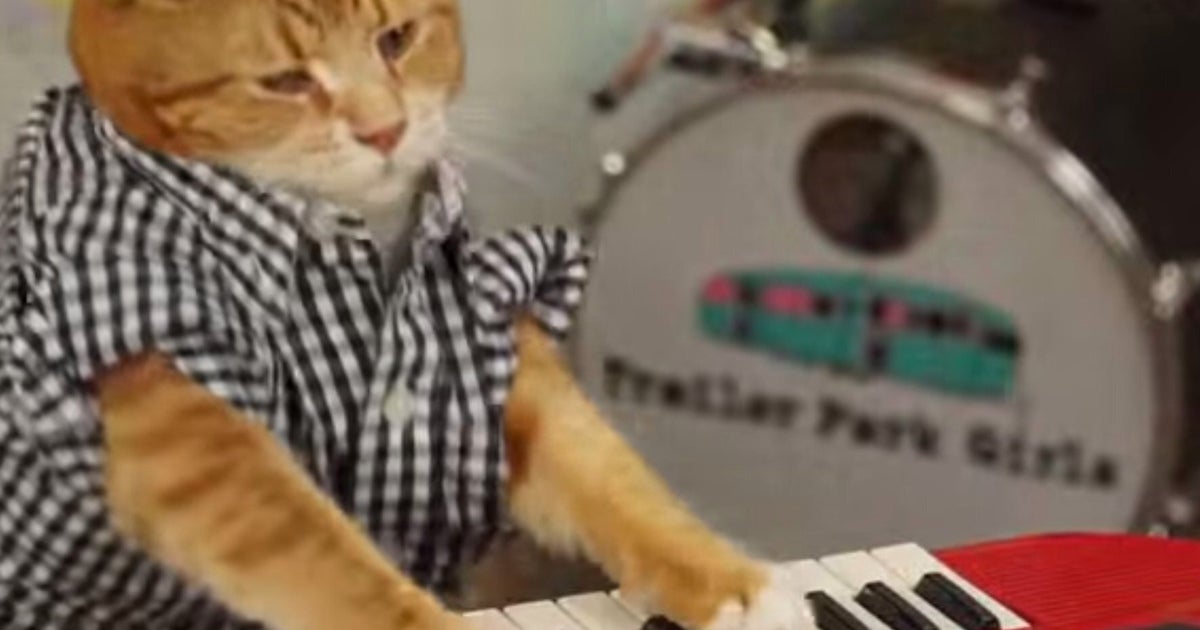 Keyboard Cat Returns For His Seventh Anniversary (VIDEO) | HuffPost UK ...
