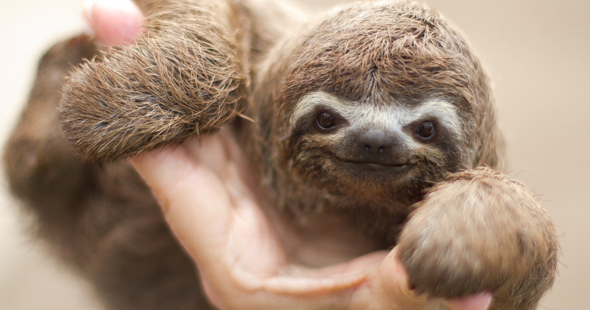 Beyond the Valley: Elephant Dung and Sloth Sluggery | HuffPost UK Tech