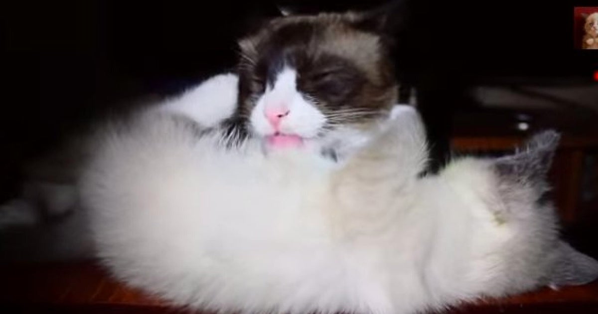 Cat Washes Her Kitten... Just A Little Too Much (VIDEO) | HuffPost UK ...