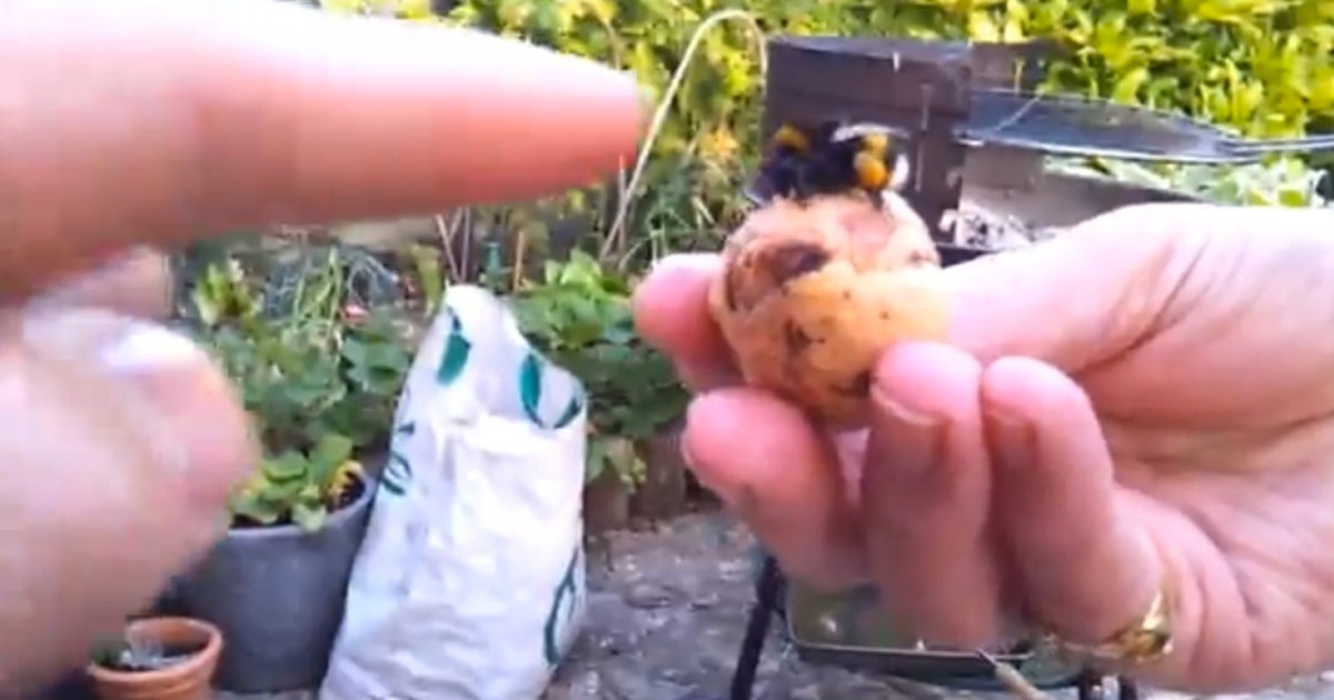 Bumble Bee High-Fives Drunk Guy (VIDEO) | HuffPost UK Comedy