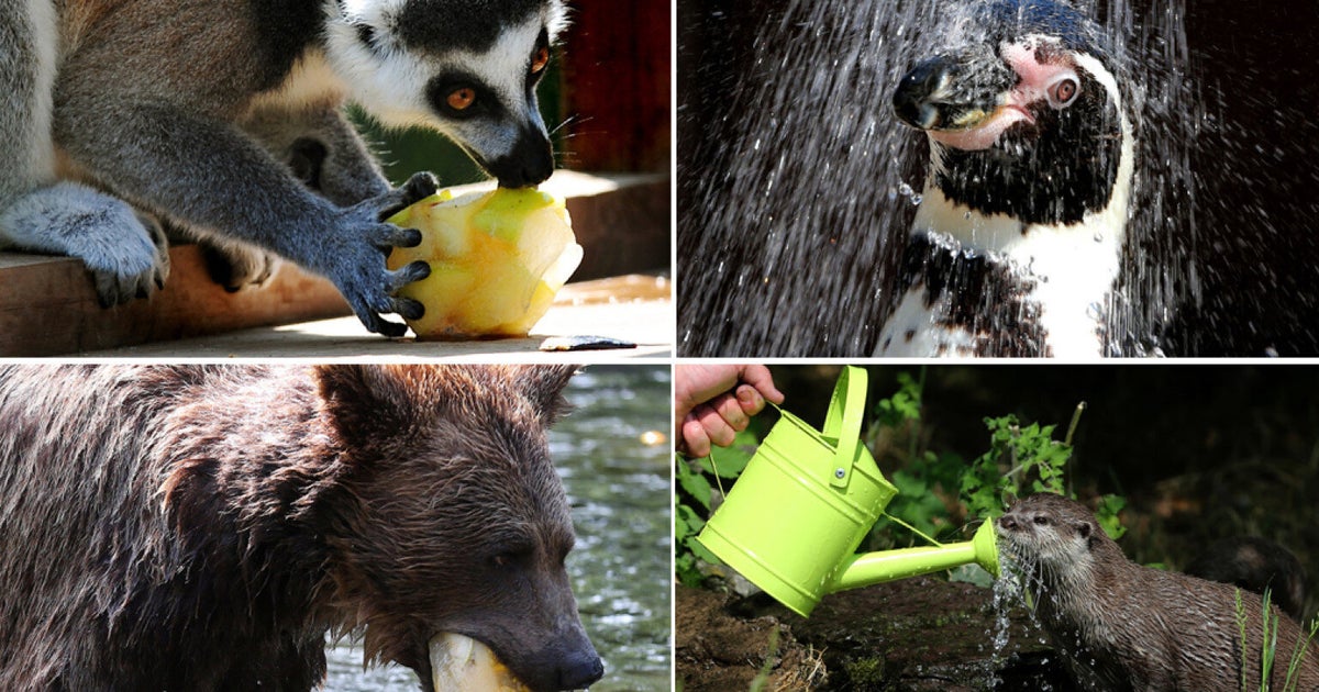 UK Weather: Animals Keep Cool During Heatwave (PICTURES) | HuffPost UK News
